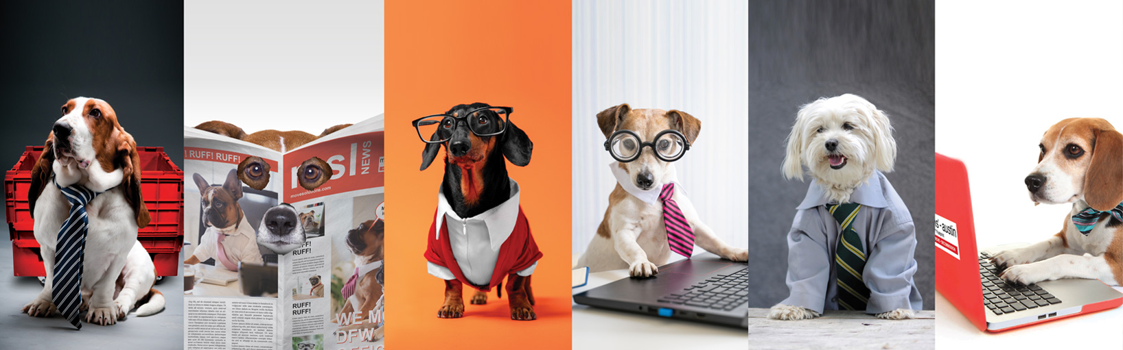 Move Solutions Pups | Move Solutions